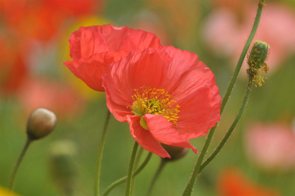 poppy-new-patients-header-image | Orange County Health Psychologists