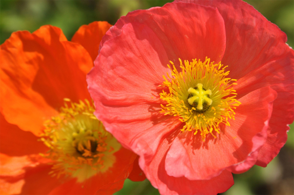 poppy-services-header-image | Orange County Health Psychologists